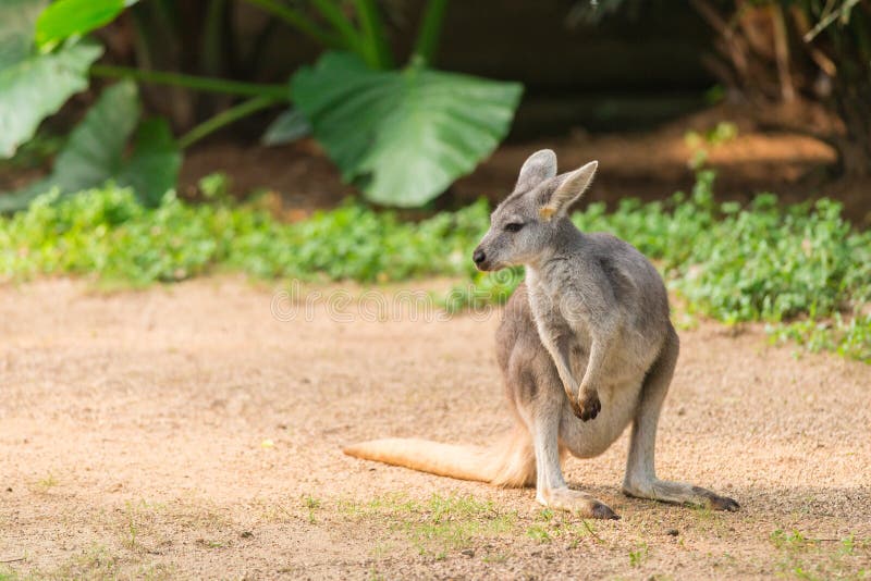 Kangaroo stock image. Image of australia, fauna, joey - 33870937