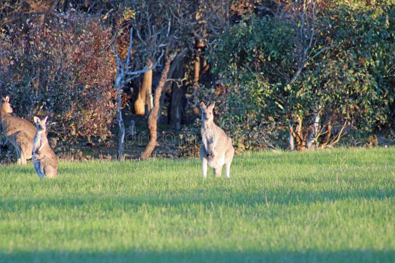 Kangaroo on Guard Duty stock image. Image of victoria - 352219221