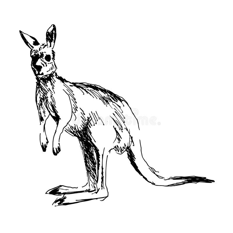 Kangaroo stock vector. Illustration of mammal, sketch - 55420575