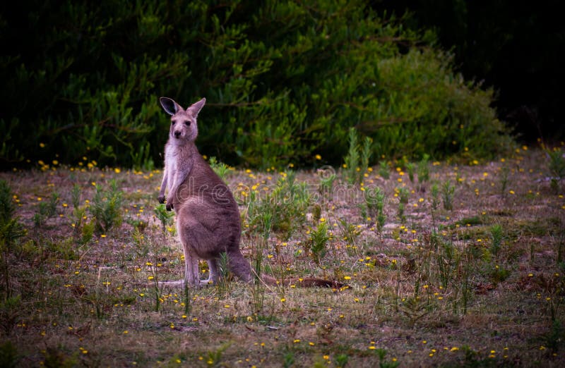 Kangaroo hanging around stock image. Image of glowing - 172628103