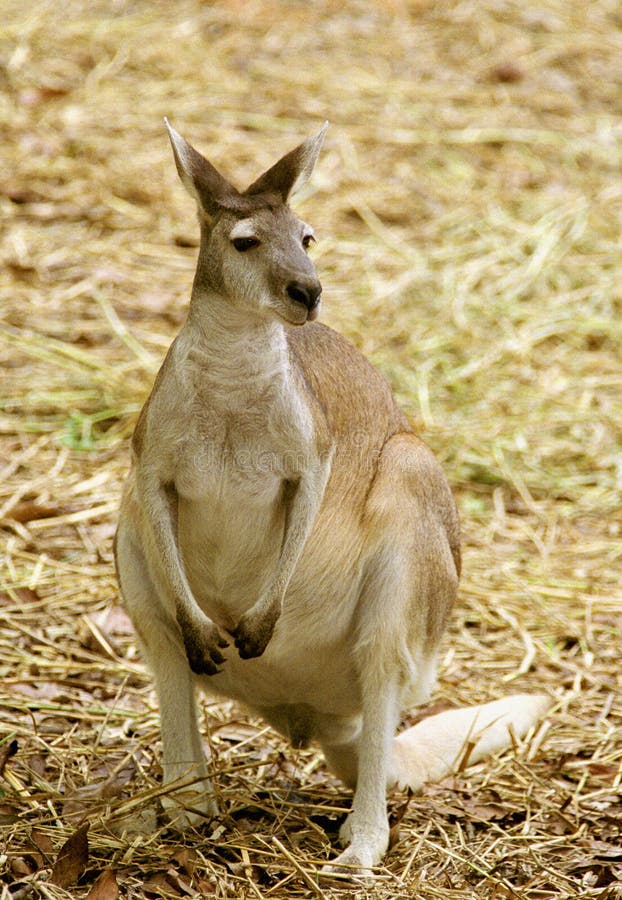 Kangaroo stock photo. Image of jump, living, bounce, animal - 52775404