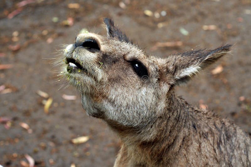 Kangaroo head detail stock image. Image of macropod, kangaroo - 35505783