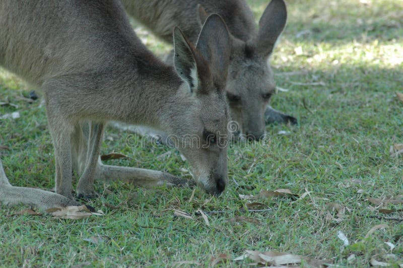 Kangaroo head stock photo. Image of kangaroo, marsupial - 30495154