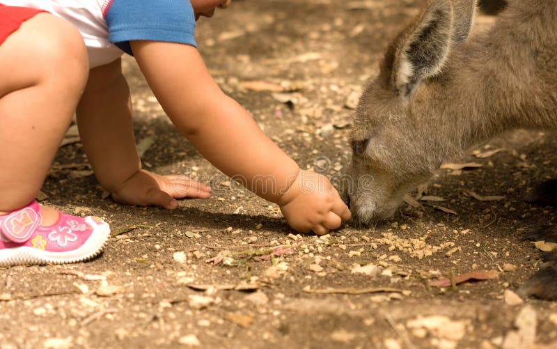 Kangaroo and Human Child Relationship Stock Image - Image of child ...