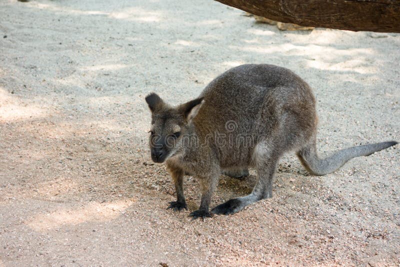 Kangaroo stock photo. Image of thai, wildlife, interes - 56702896