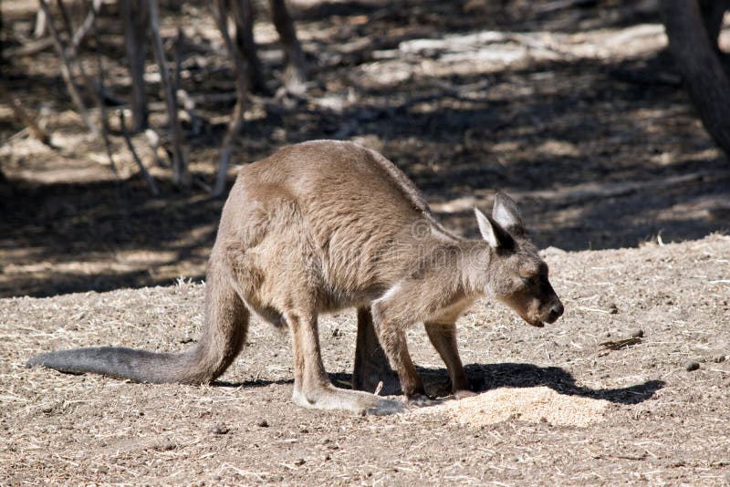 880 Side View Kangaroo Stock Photos - Free & Royalty-Free Stock Photos ...