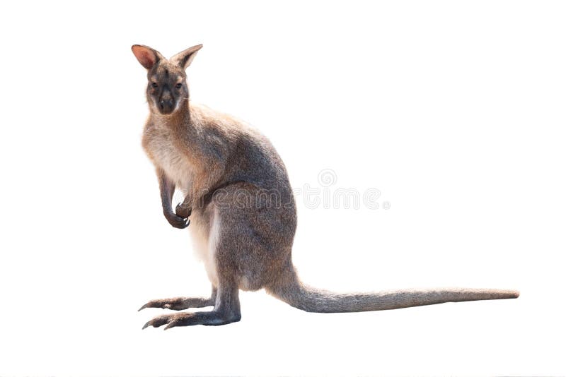 394 Red Kangaroo Isolated White Background Stock Photos - Free ...