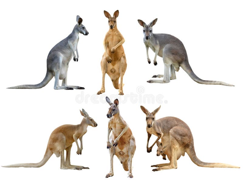 Kangaroo isolated stock image. Image of marsupial, looking - 35118031