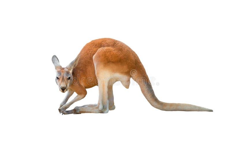 867 Red Kangaroo White Background Photos - Free & Royalty-Free Stock ...