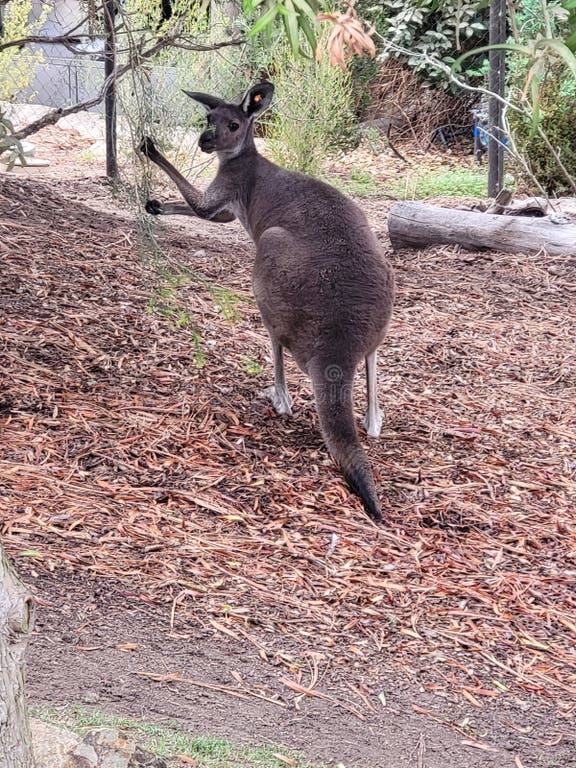 Kangaroo Jack! stock photo. Image of kangaroo, jack - 286901862
