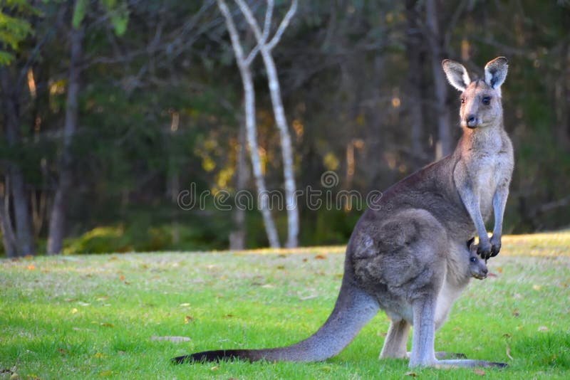Kangaroo with Joey stock photo. Image of little, field - 219905910
