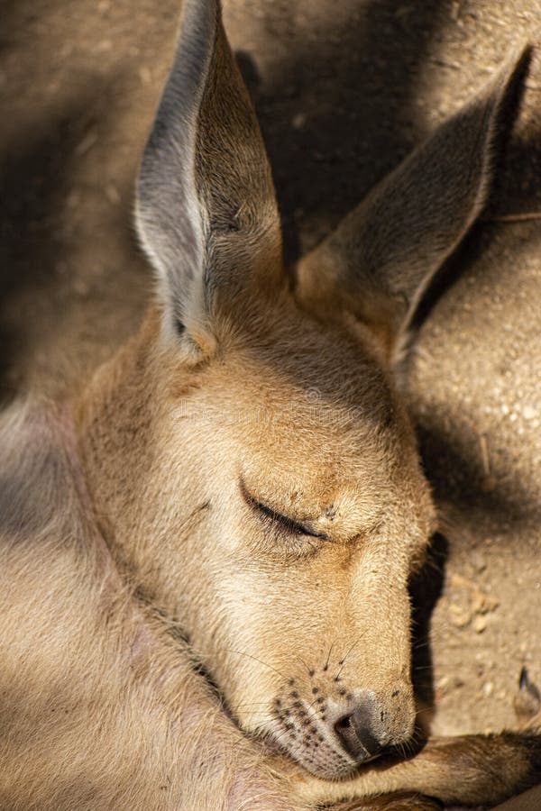 Kangaroo Joey stock photo. Image of nature, wallaby - 139895984