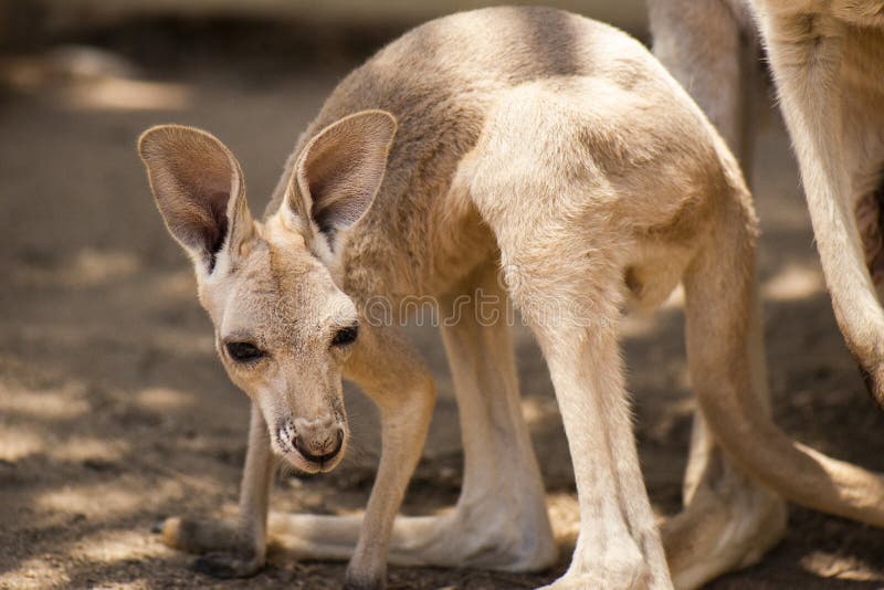 Kangaroo Joey stock image. Image of animal, close, joey - 139896481