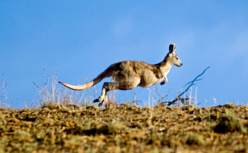 Hopping Kangaroo stock image. Image of move, running - 23107369