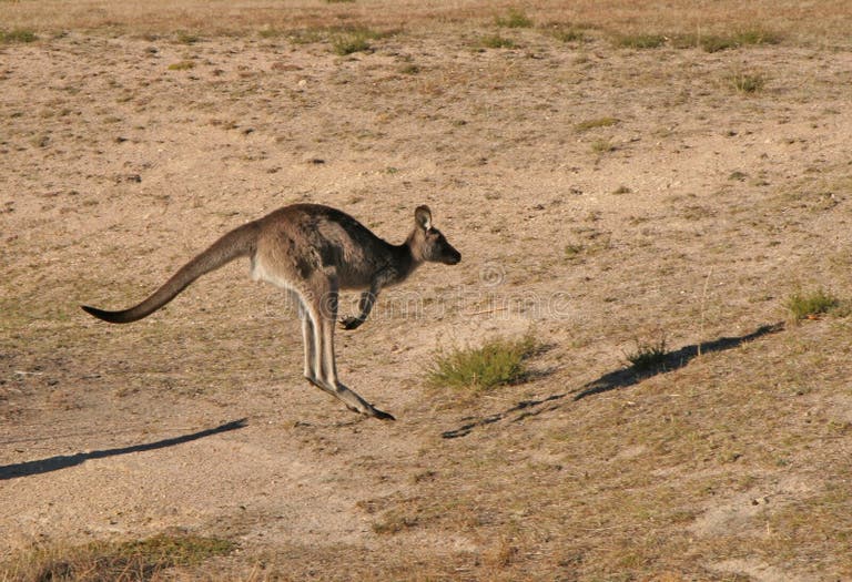 Kangaroo jumping stock photo. Image of flee, kangaroo, shadow - 964510