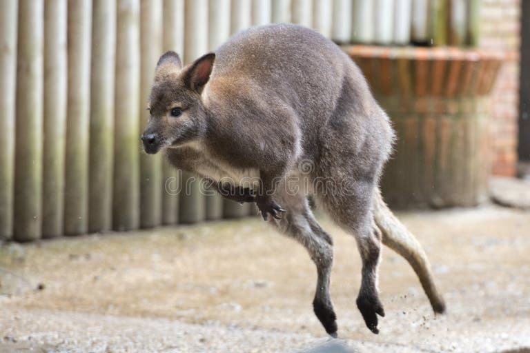 286 Red Kangaroo Jumping Stock Photos - Free & Royalty-Free Stock ...