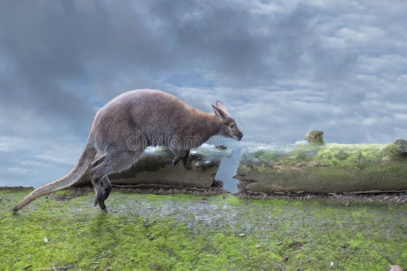 Kangaroo Jumping Stock Photos - Download 856 Royalty Free Photos