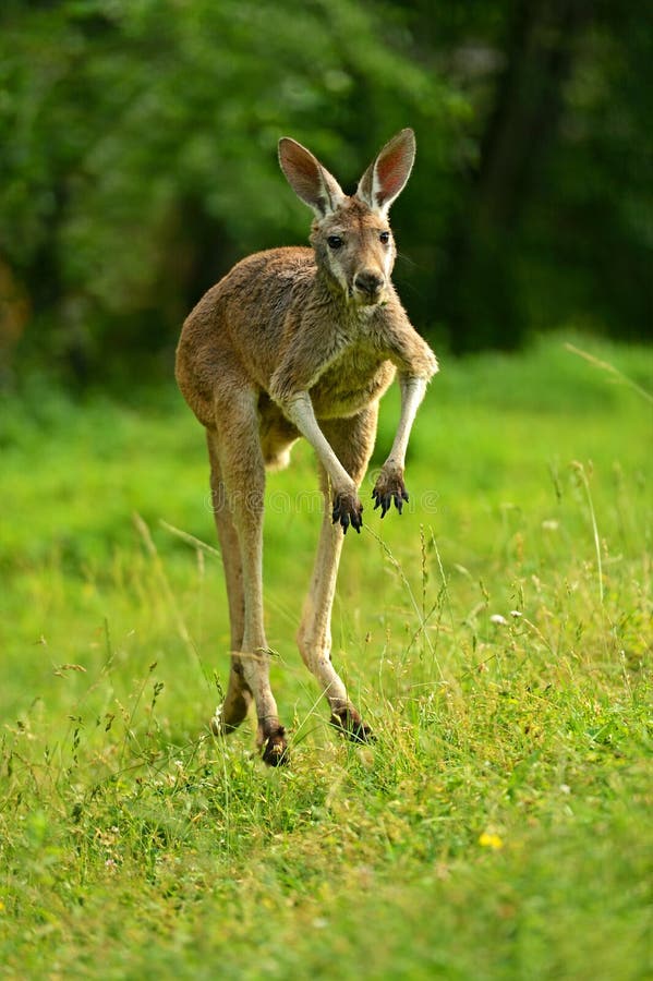 Battle stock photo. Image of animals, kangoo, kangaroos - 1449264