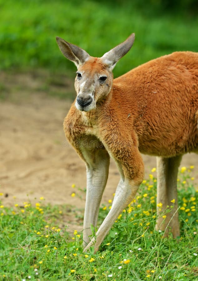 Kangaroo stock image. Image of wilderness, mammals, fearful - 33961265
