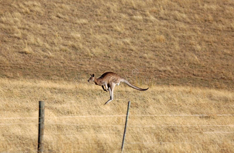 Jumping kangaroo stock image. Image of australian, head - 183698225