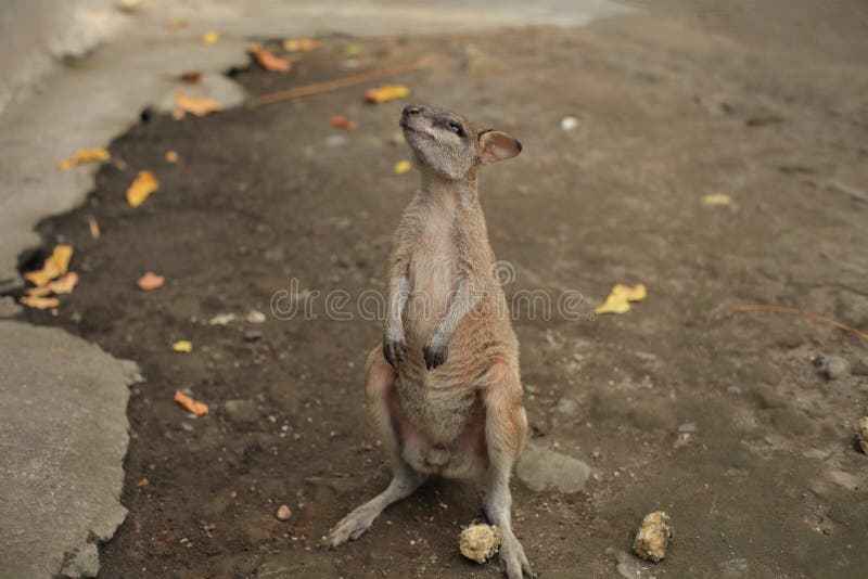 Kangaroo stock image. Image of kangaroo, confused, animals - 99509727