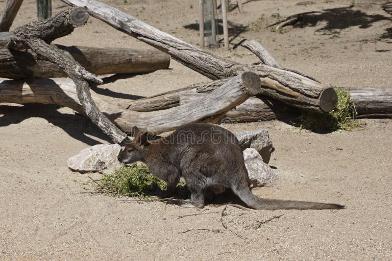 Kangaroo stock image. Image of vienna, legs, tail, animal - 152312807