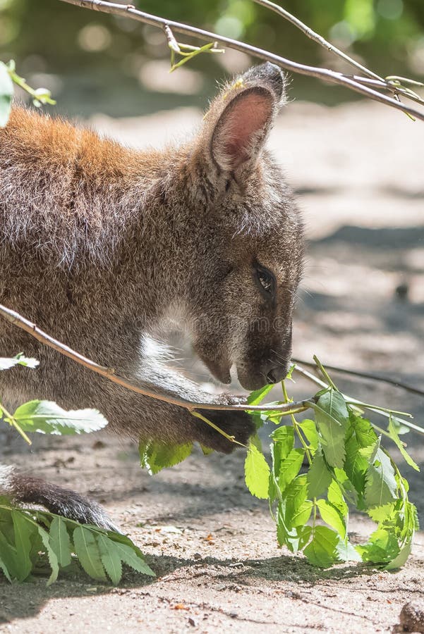 864 Kangaroo Eating Grass Stock Photos - Free & Royalty-Free Stock ...