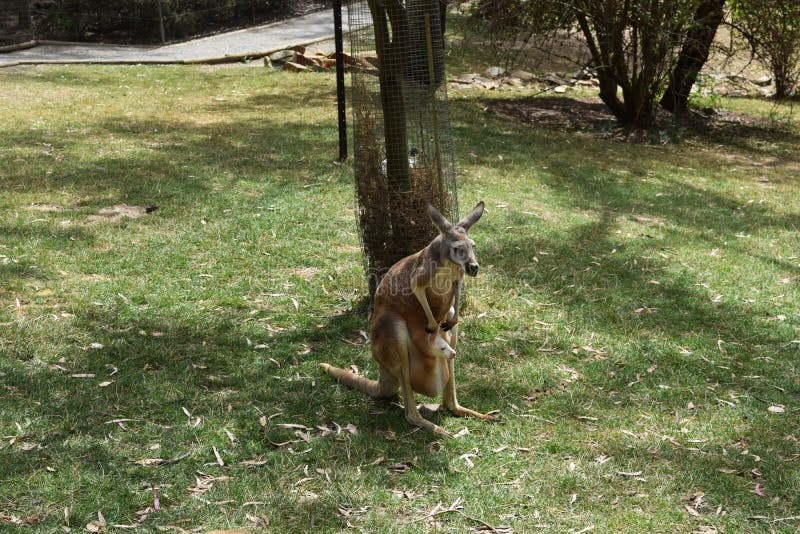 Kangaroo stock image. Image of kangaroo, park, animal - 170270615