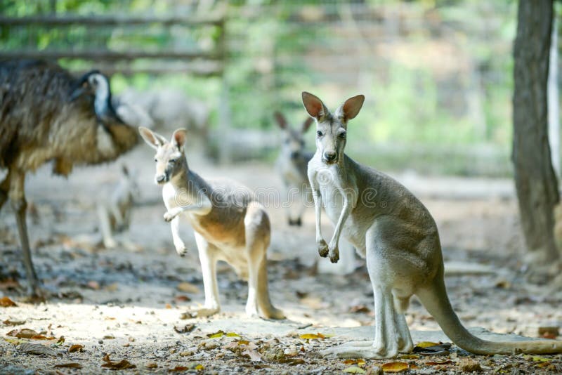 Kangaroo stock image. Image of outdoor, nature, face - 118888555