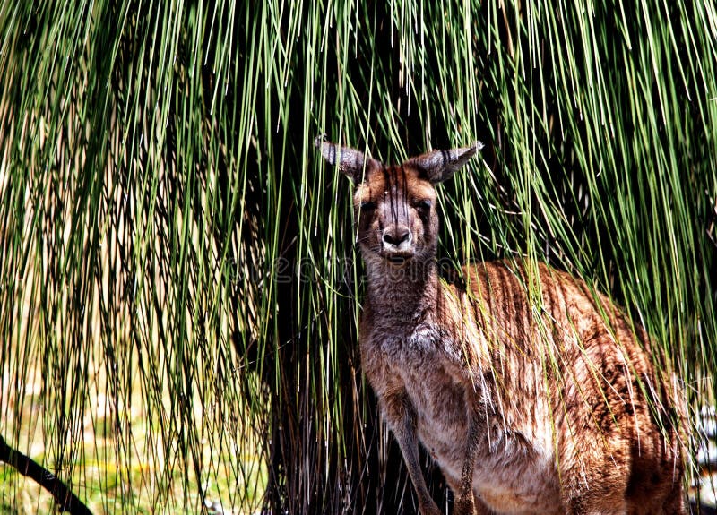 Kangaroo stock photo. Image of kangaroo, wild, tree - 102796684