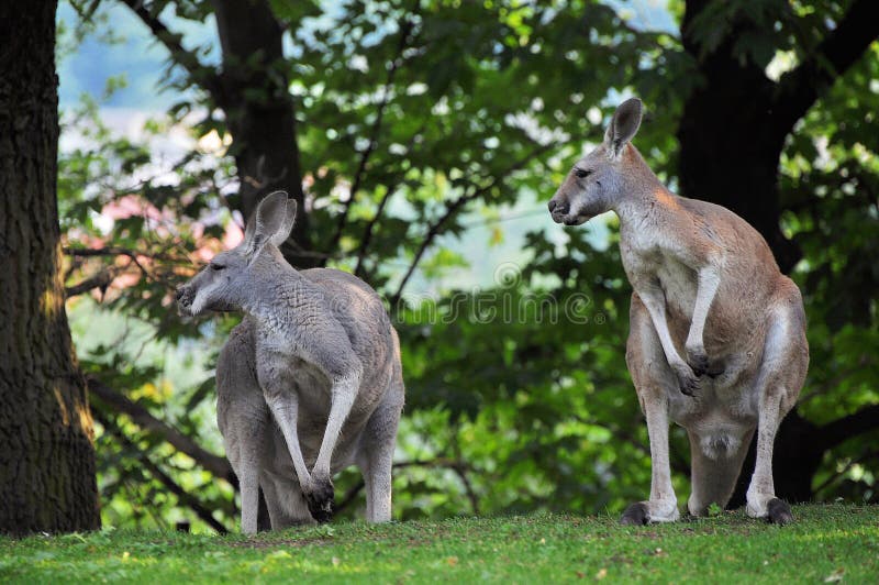 Kangaroo stock image. Image of mother, aussie, color - 212788273
