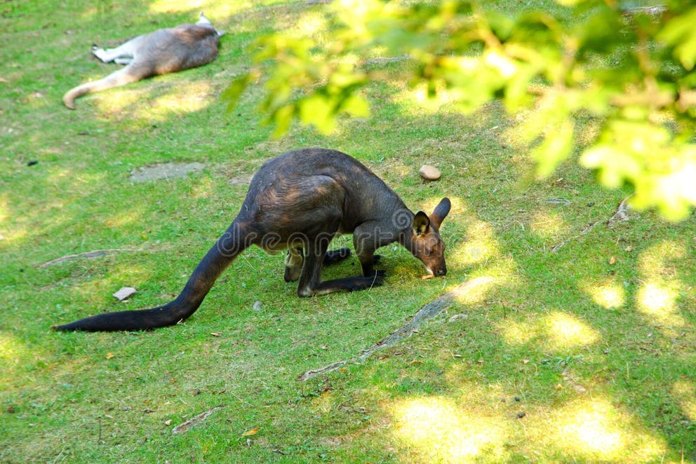 Kangaroo stock image. Image of wallaroos, cangaroos, eating - 59297345