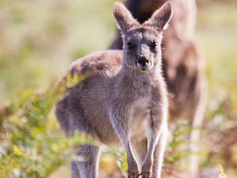 204 Running Kangaroo Stock Photos - Free & Royalty-Free Stock Photos ...