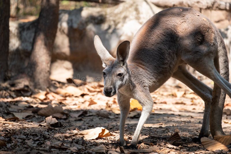 Kangaroo stock photo. Image of standing, joey, eastern - 164039048