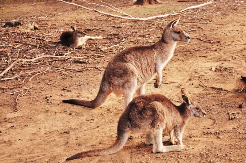 Kangaroo stock photo. Image of strong, brown, quickly - 64867020