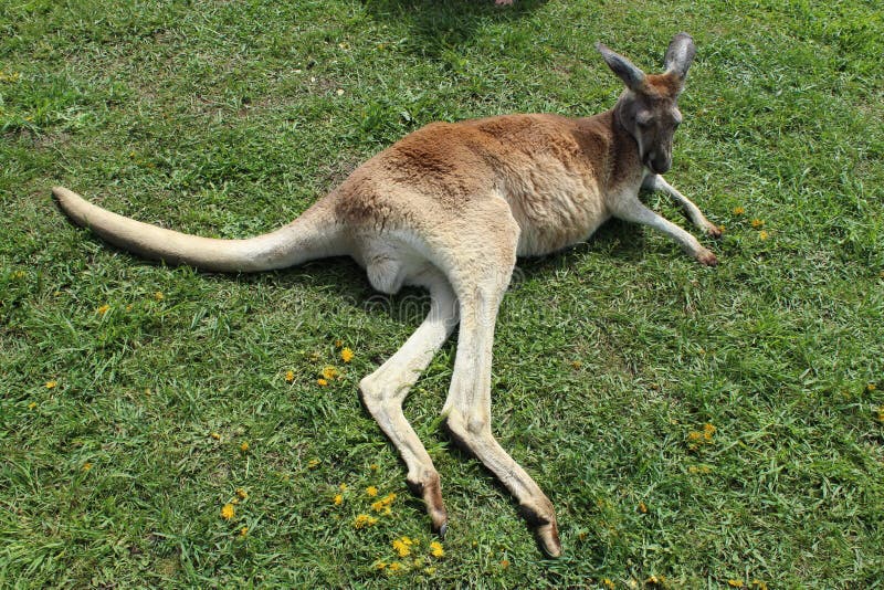 Kangaroo Lying Down On The Grass Stock Image - Image of lazy, grey ...