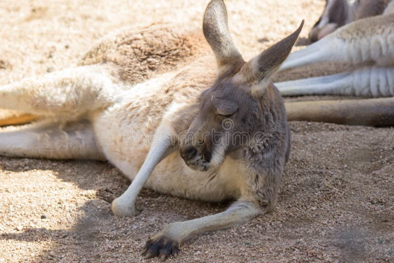 Kangaroo stock photo. Image of single, relaxing, outdoor - 51607652