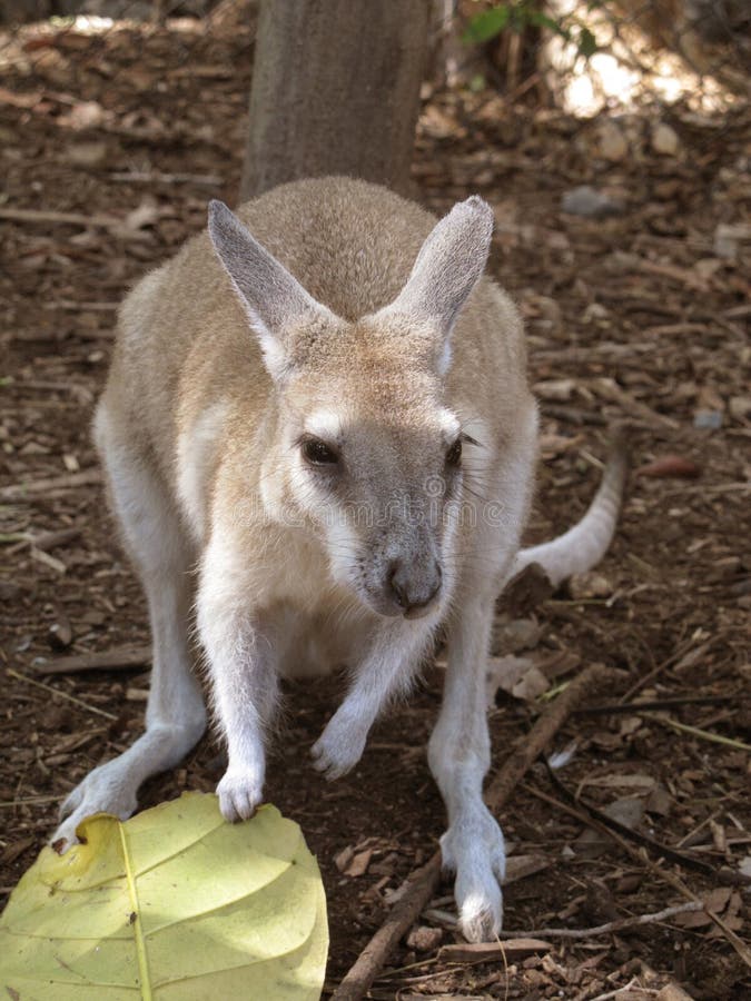 Kangaroo with a leaf stock photo. Image of animal, australia - 38500294