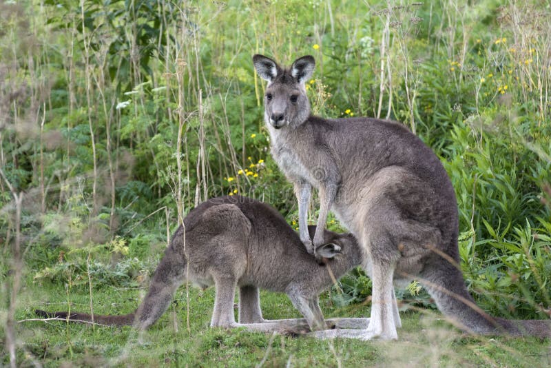 Kangaroo with Little Joey in Australia Stock Photo - Image of kangaroo ...