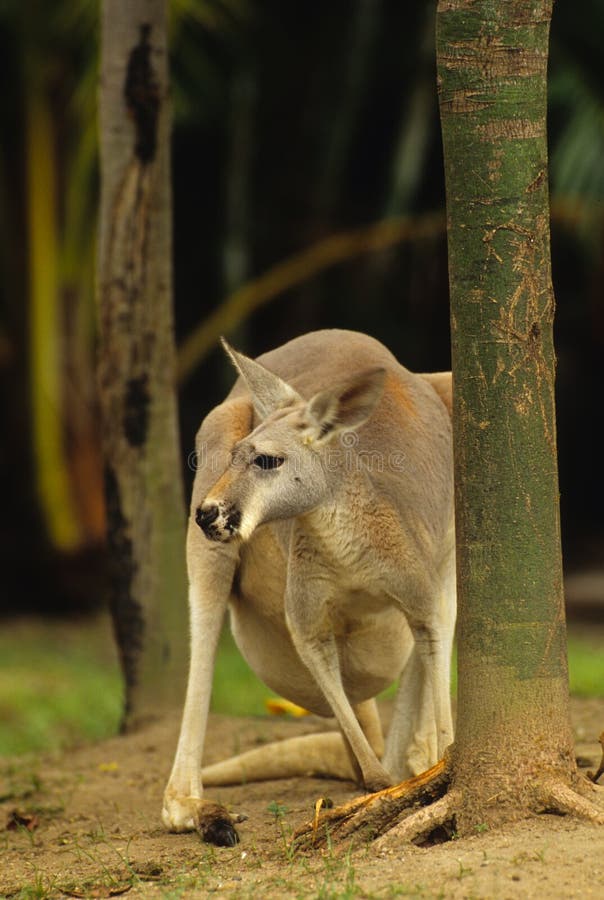 Kangaroo Looking Around Tree Stock Image - Image of animal, mammal ...
