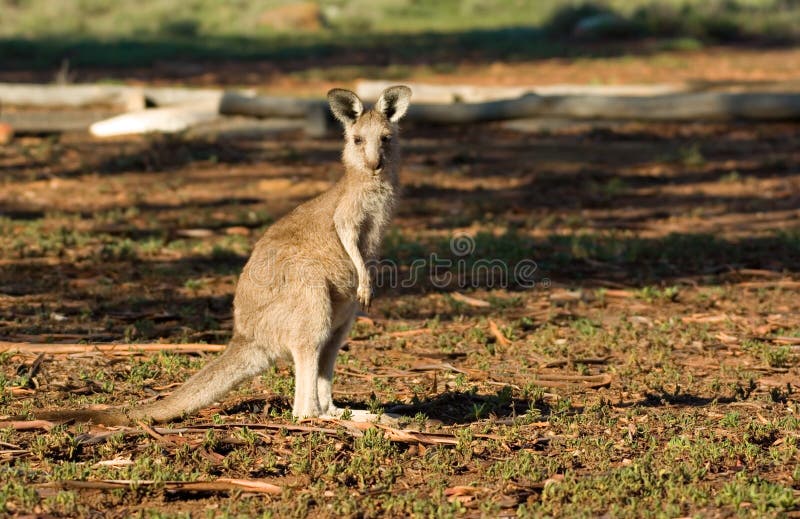 Kangaroo stock photo. Image of kangaroos, nature, animals - 95234