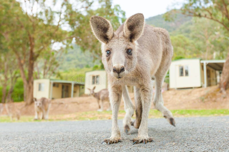 Kangaroo is Looking at You. Stock Image - Image of shot, aussie: 115066797