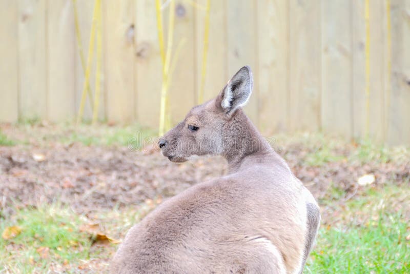 2,808 Kangaroo Face Photos - Free & Royalty-Free Stock Photos from ...