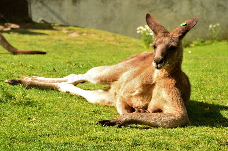 Animals in Captivity - Kangaroo Stock Photo - Image of nature, kangaroo ...
