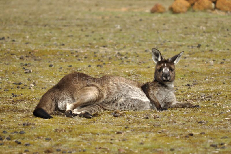Kangaroo Lying Down On The Grass Stock Image - Image of brown, animal ...