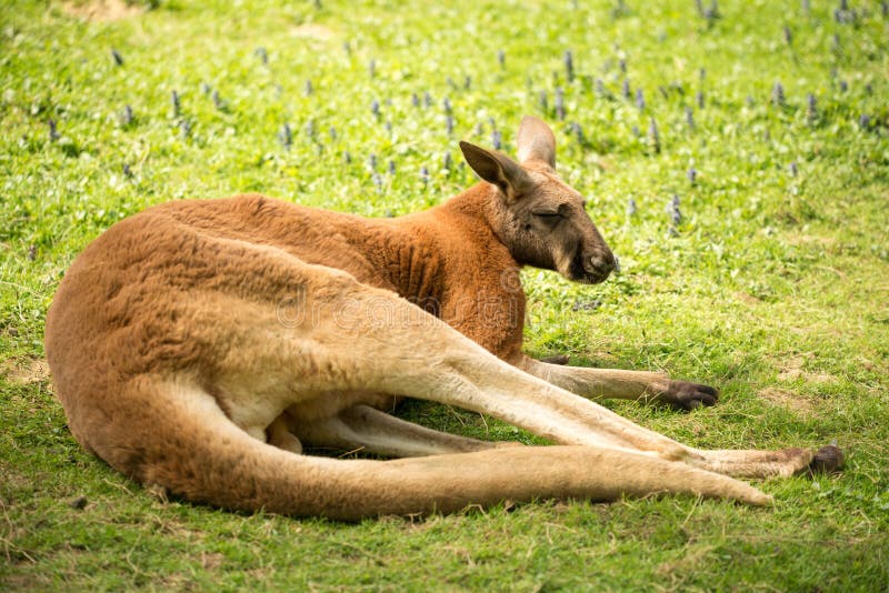 Kangaroo Lying Down On The Grass Stock Image - Image of lazy, grey ...
