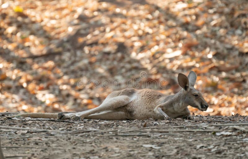 Kangaroo Lying Down On The Grass Stock Image - Image of brown, animal ...