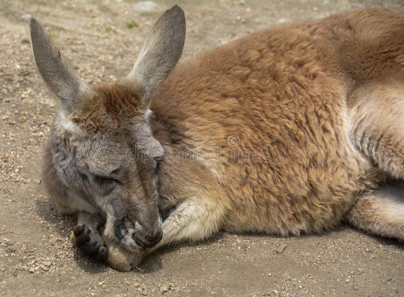 Kangaroo stock photo. Image of animal, mother, family - 317753146