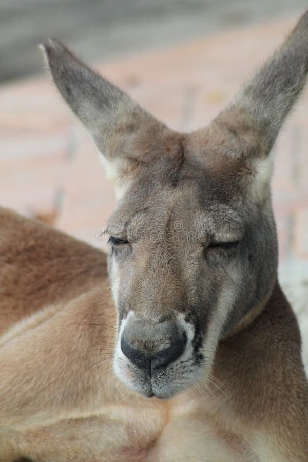 Red kangaroo male 4 stock image. Image of zoology, species - 160712843