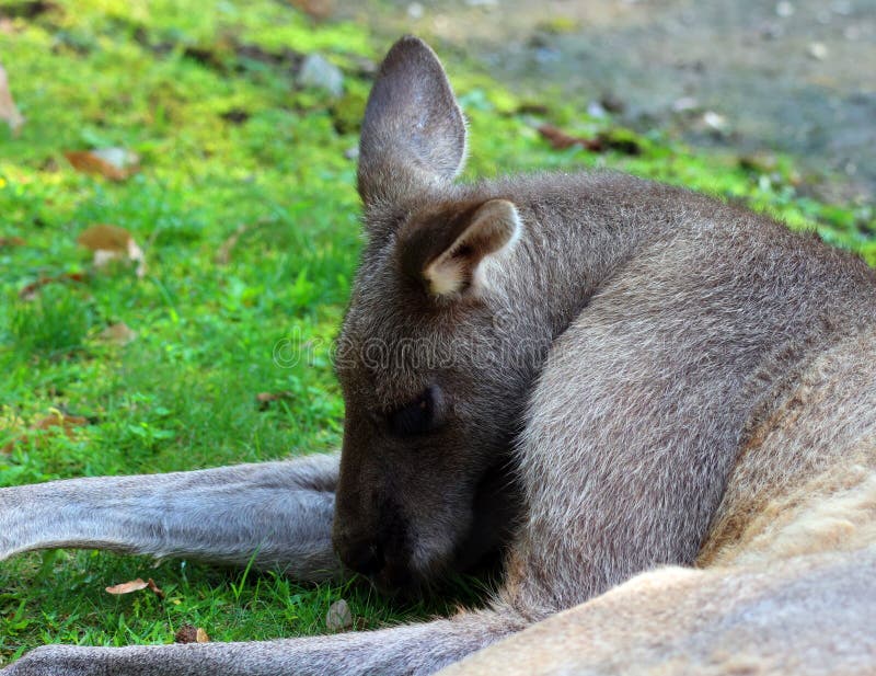 The Kangaroo is a Marsupial from the Family Macropodidae Stock Image ...